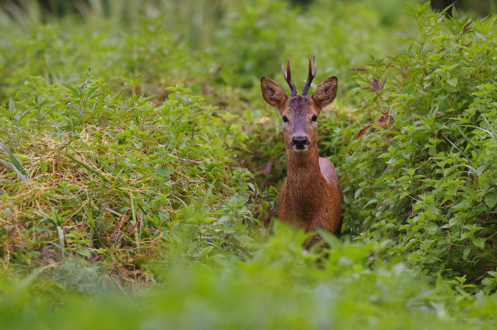 WORK AREAS – EEB – The European Environmental Bureau
