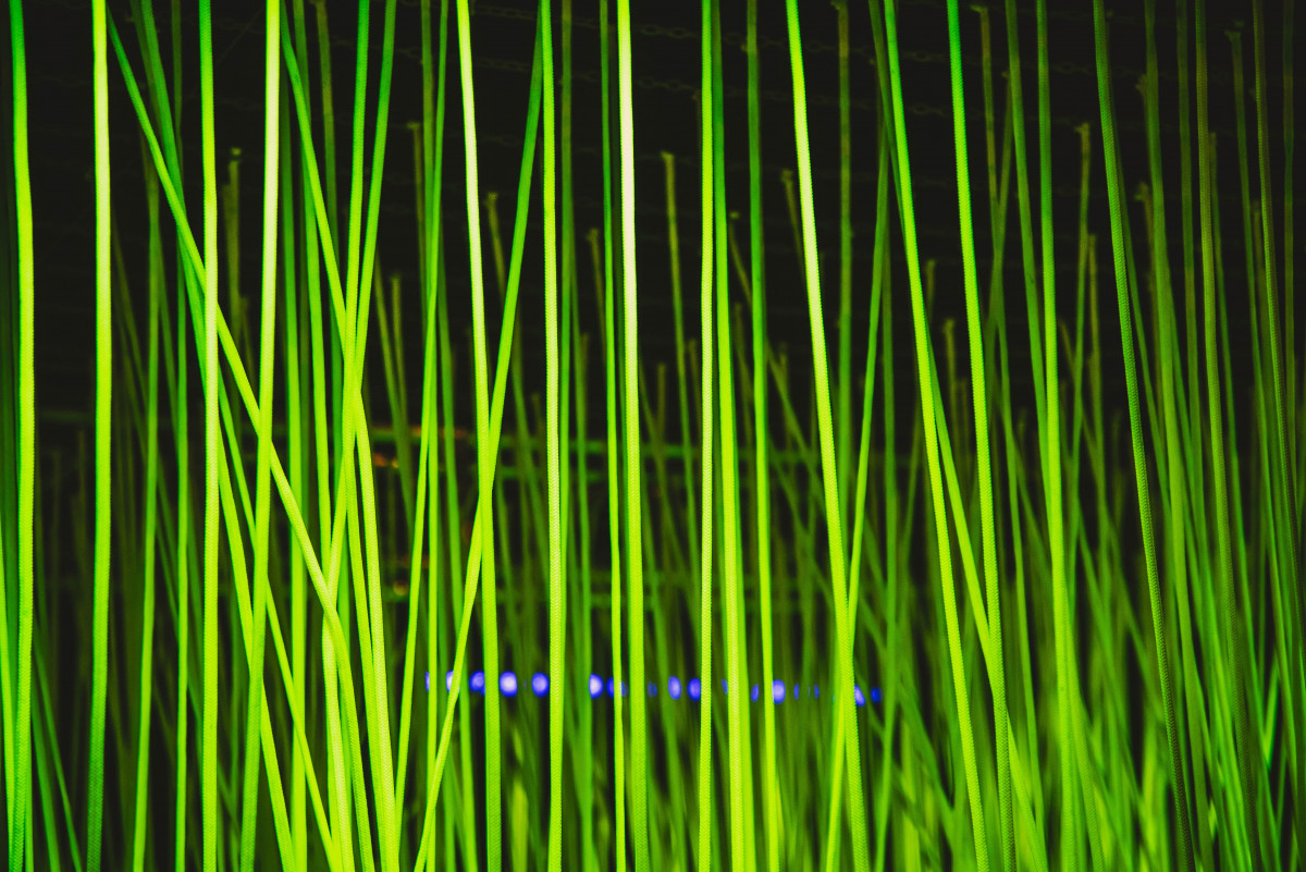 Call to action: Tell the EU to eliminate mercury in light bulbs