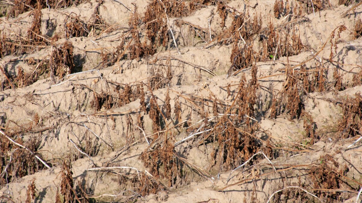 "Green" CAP rollback